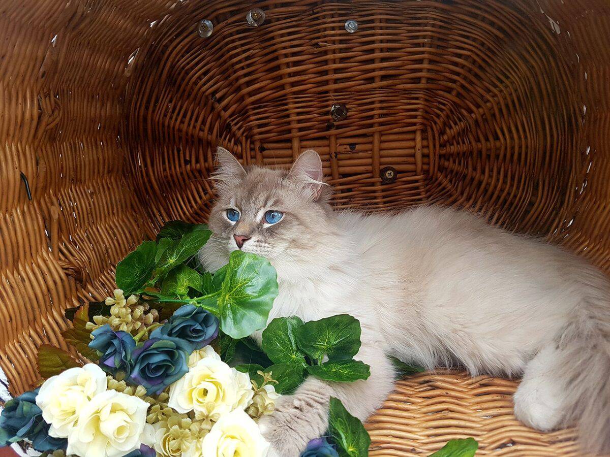 About Neva Masquerade Cats - Bastet Beauty - Siberian and Russian Blue ...