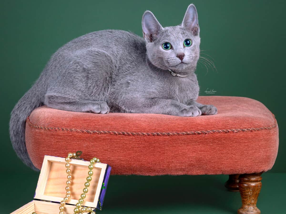 About Russian Blue Cats - Bastet Beauty - Siberian and Russian Blue ...